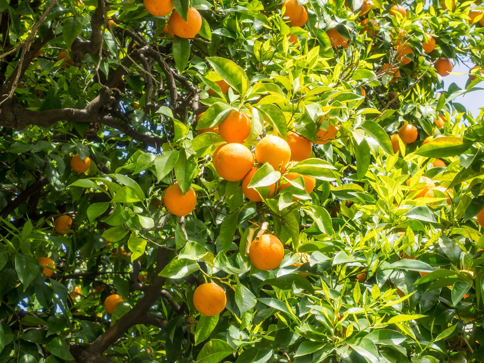 What Is Naranja Agria? - The American Cuban Table