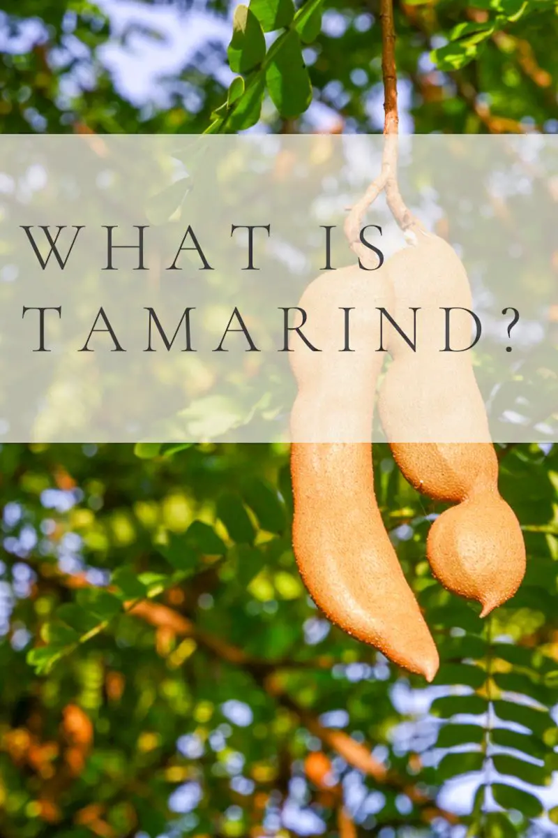 Exploring Tamarind: What Is It Exactly? - The American Cuban Table