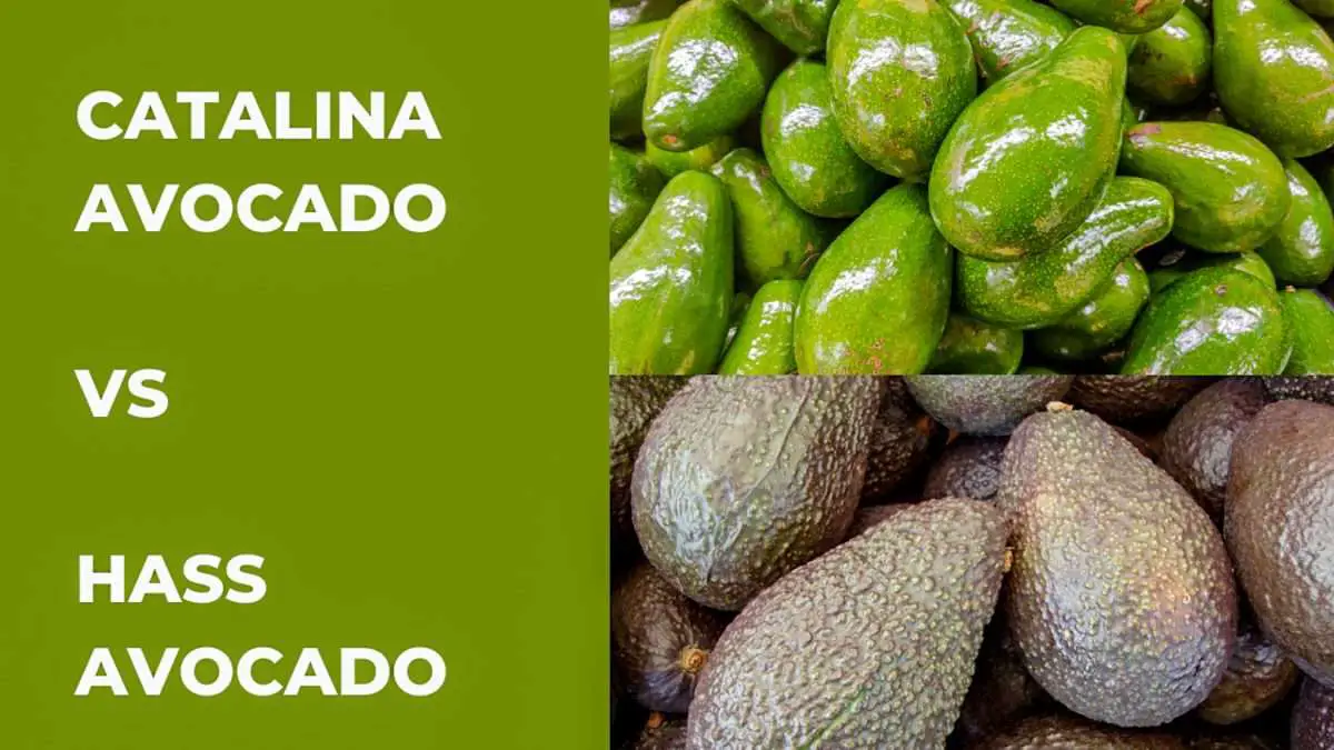 What Is A Florida Cuban (Catalina) Avocado? - The American Cuban Table