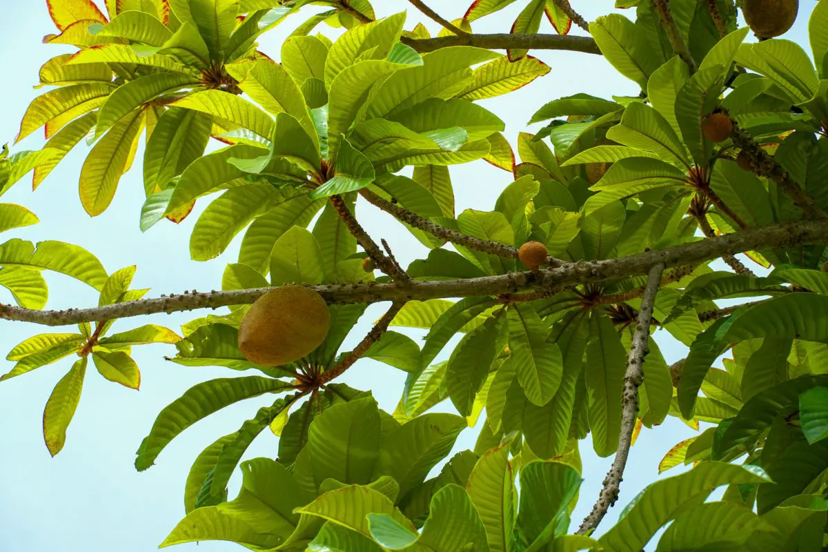 What Is Mamey Sapote Fruit? - The American Cuban Table