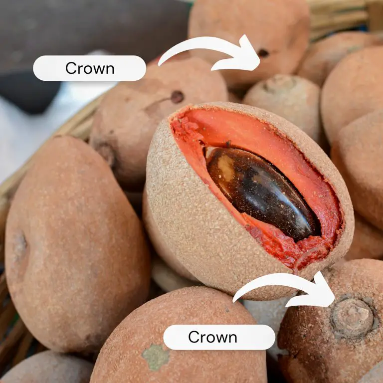 What Is Mamey Sapote Fruit? - The American Cuban Table