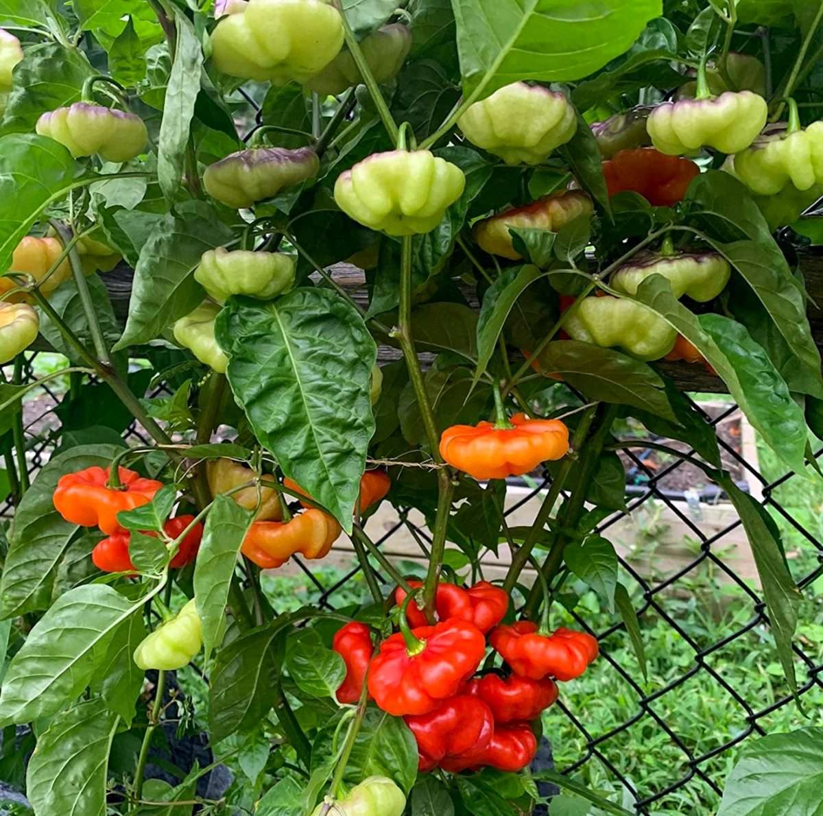 What Is Ají Cachucha (Ají Dulce) Pepper? - The American Cuban Table