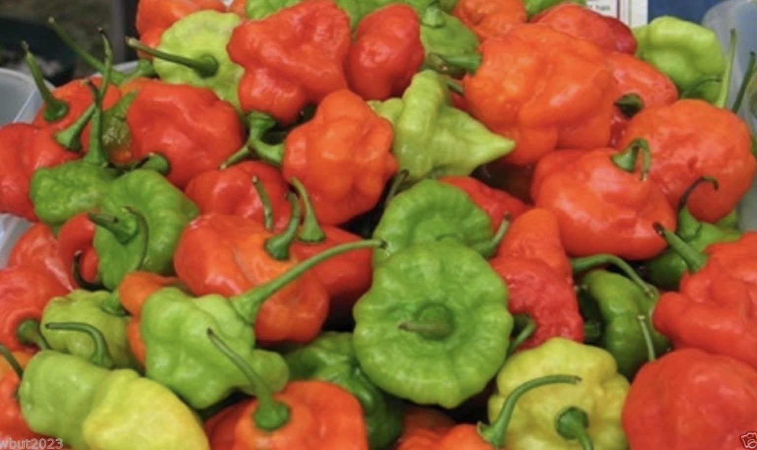 What Is Ají Cachucha (Ají Dulce) Pepper? - The American Cuban Table